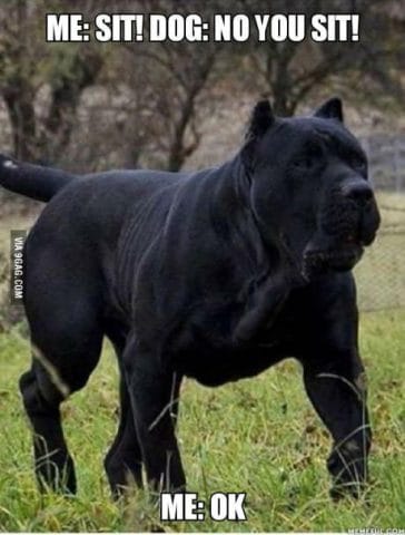 14 Mastiff Memes That Will Make Your Day - Page 3 of 3 - PetPress
