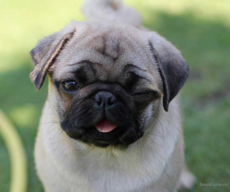 15 Things You’ll Only Understand if You Own a Pug - PetPress