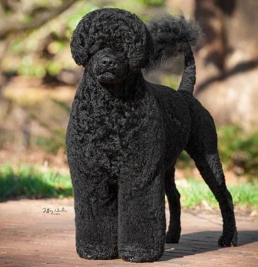 15 Interesting Facts About Portuguese Water Dogs You Should Know - PetPress