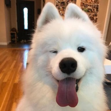 14 Pictures Of Samoyeds Just Being Their Perfect Selves - PetPress