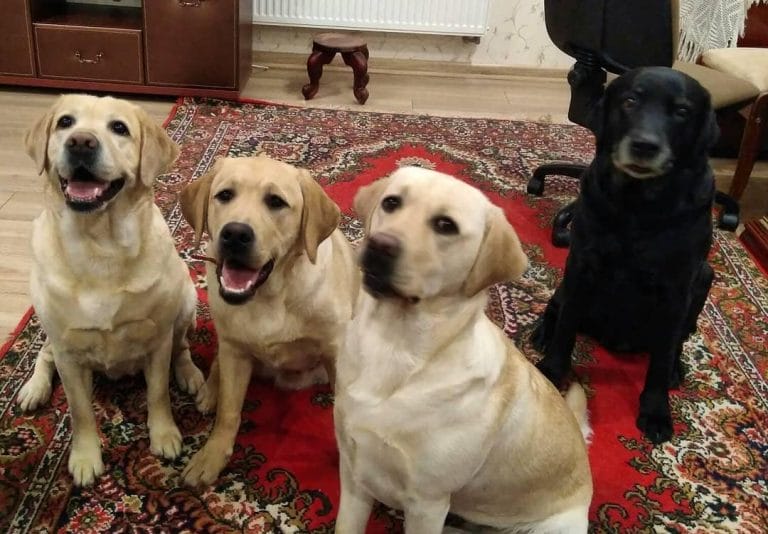 7 Interesting Facts About Labrador Retrievers That You Did Not Know ...