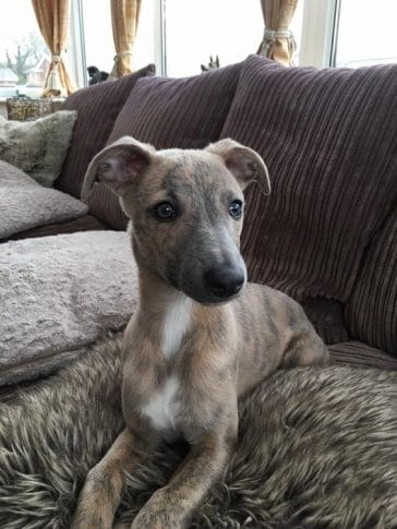 15 Things Every Whippet Lover Should Know - PetPress