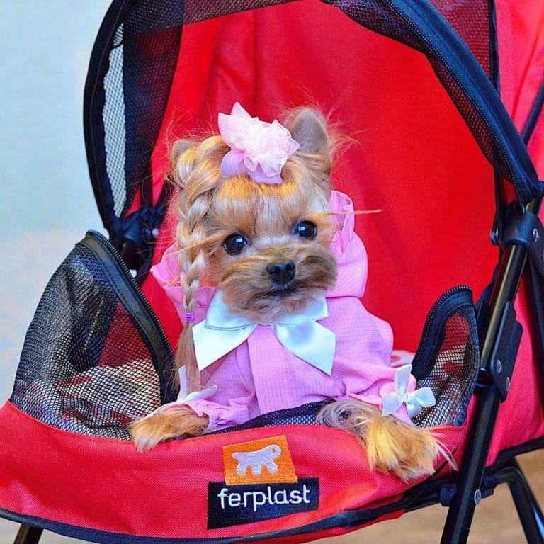 15 Cute Clothes That Will Fit for Your Yorkshire Terrier - PetPress