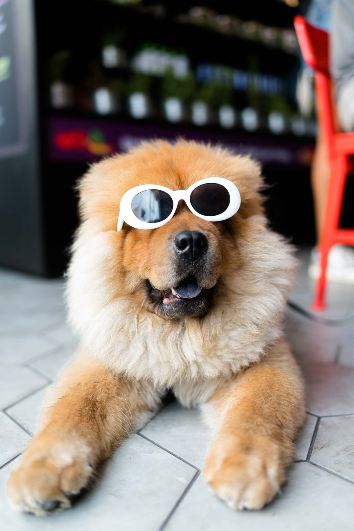 15 Things Only Chow Chow Owners Will Understand - PetPress