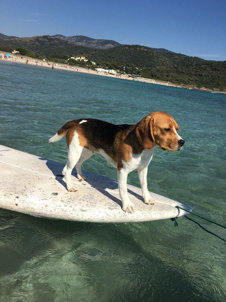 14 Things That are Perfectly Normal for Beagles - PetPress