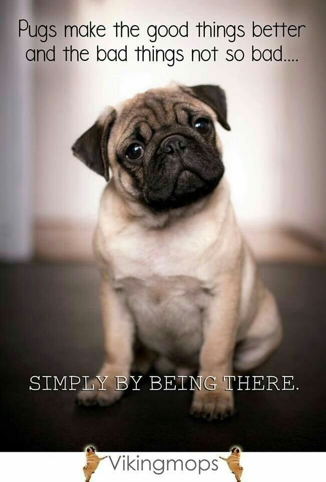 14 Pug Quotes About Life - PetPress