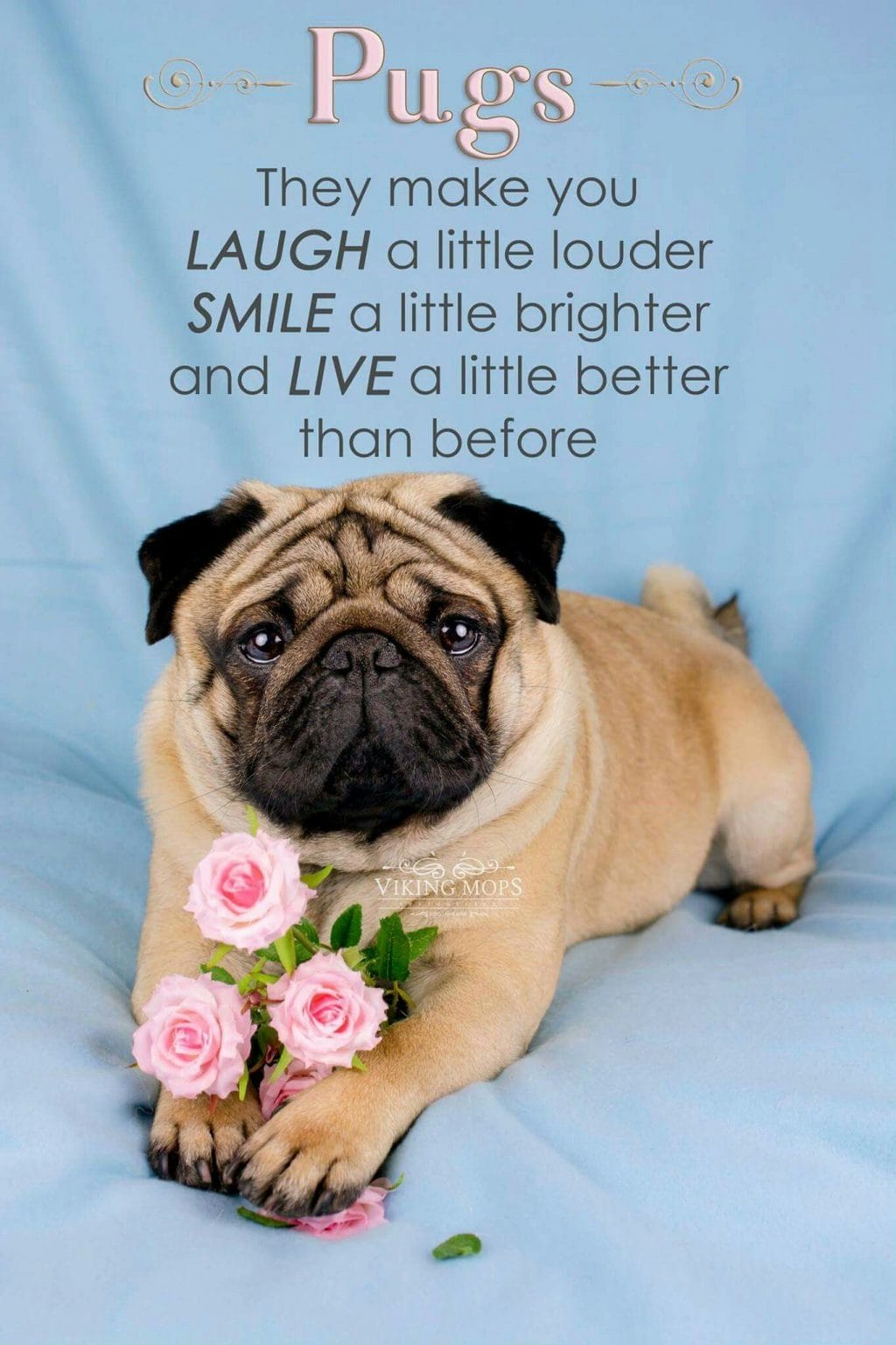 14 Pug Quotes About Life - PetPress