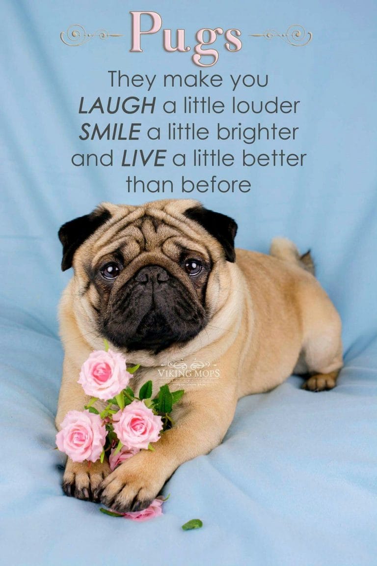 14 Pug Quotes About Life - PetPress