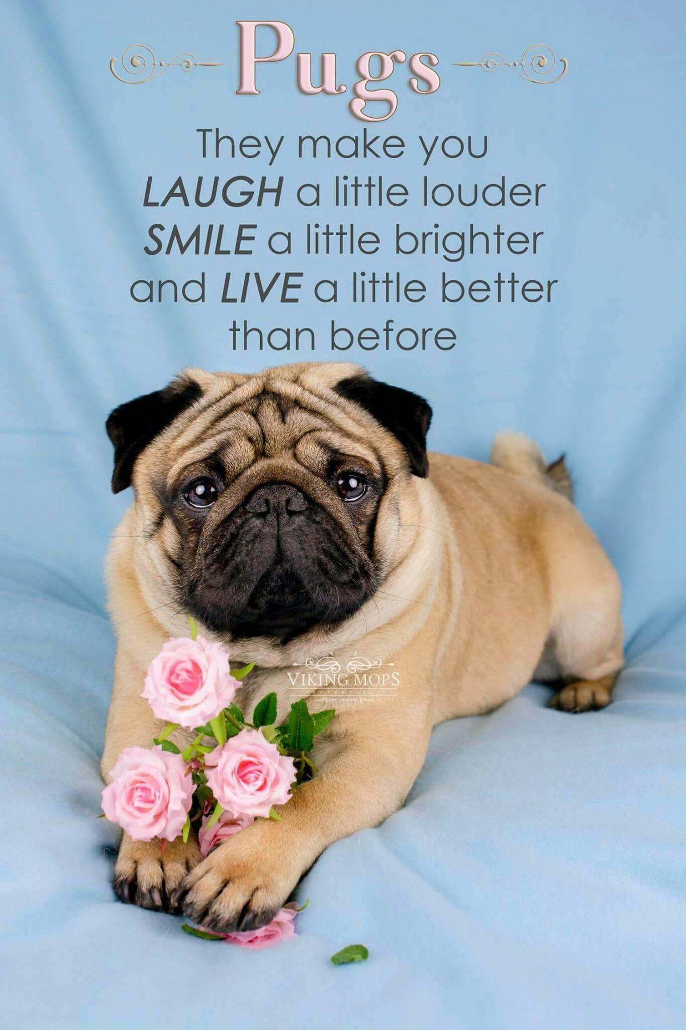 14 Pug Quotes About Life - PetPress