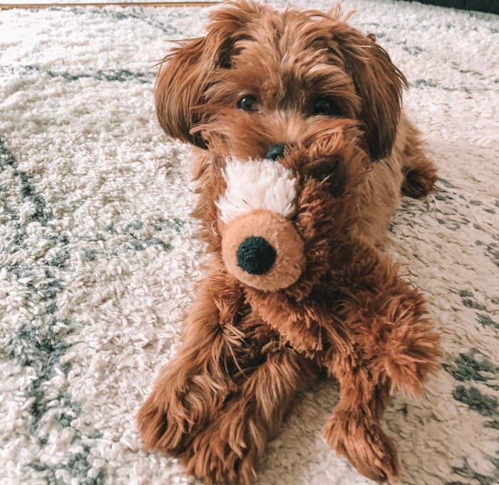 14 Photos Of Havanese That Will Make You Smile - PetPress