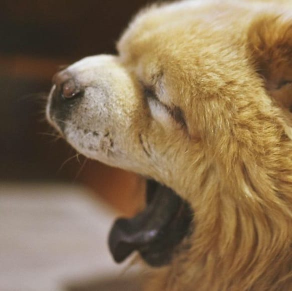 14 Activities Chow Chows Could Master If They were Human Being - PetPress