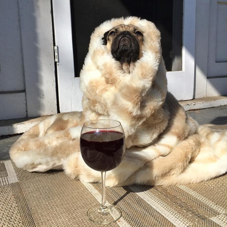 14 Facts That Prove Pugs are The Best Dogs Ever - PetPress