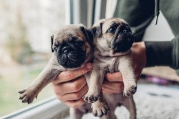 11 Reasons Why You Should Cuddle Your Pug More Often - PetPress