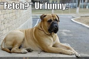 14 Mastiff Memes That Will Make Your Day - PetPress