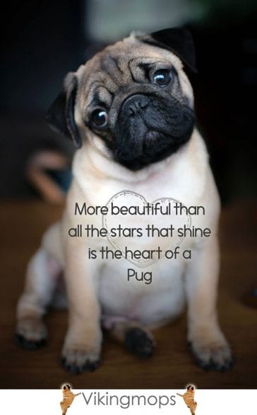 14 Pug Quotes About Life - PetPress