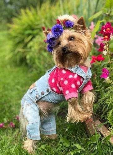 14 Cute Pictures Proving That Yorkies are True Flower Connoisseurs ...