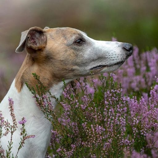 14 Whippets Who Want to Have Lazy Weekends With You - PetPress