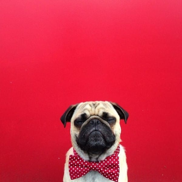 14 Facts That Prove Pugs are The Best Dogs Ever - PetPress