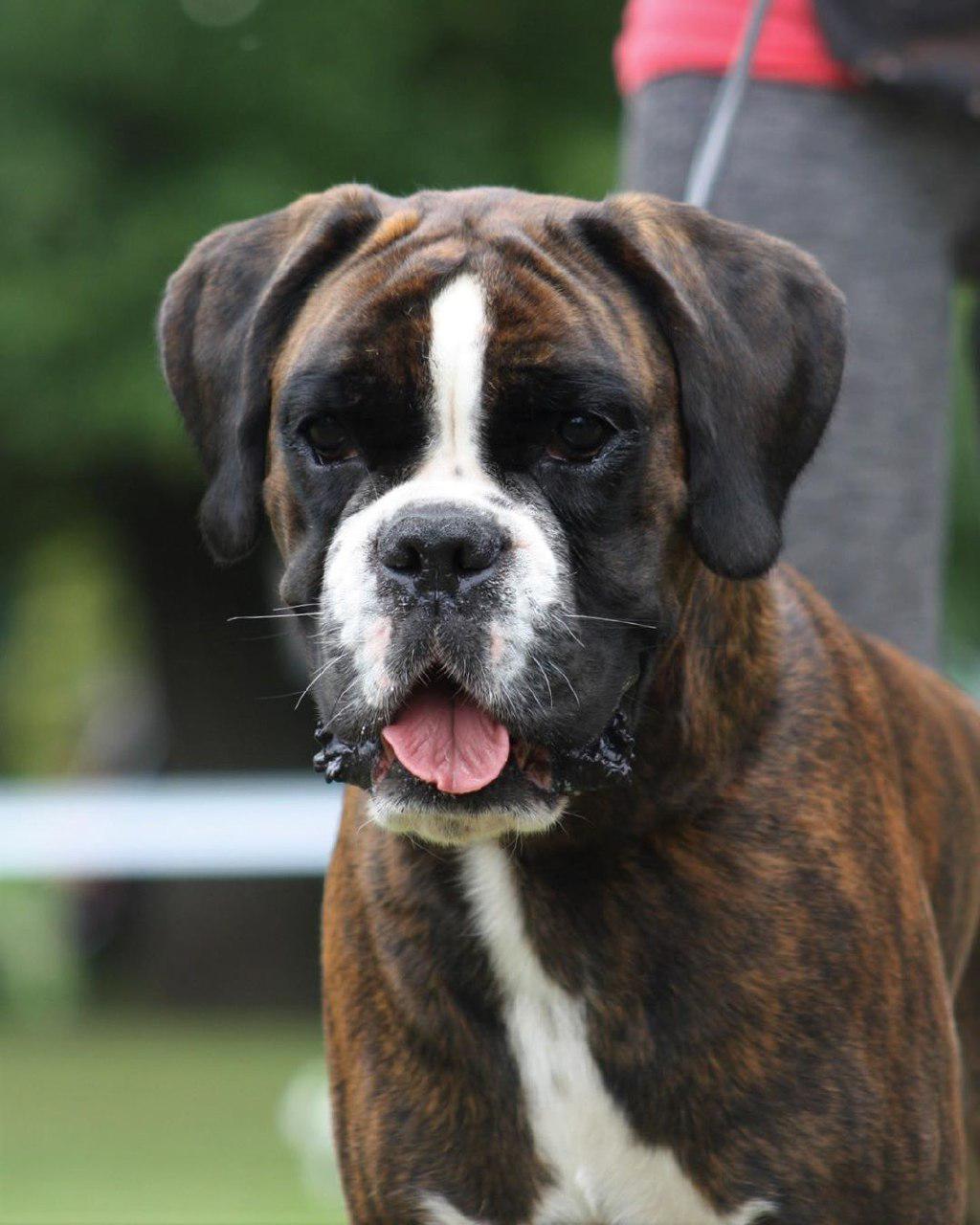 11 Unbelievable Things You Should Know About Boxers - PetPress
