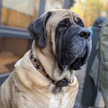 14 Facts About the Mastiff You Should Care About - Page 2 of 3 - PetPress
