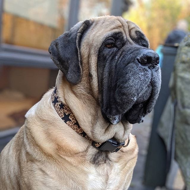 14 Facts About the Mastiff You Should Care About - Page 2 of 3 - PetPress