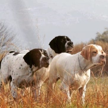 14 Interesting And Fun Facts About English Pointers - PetPress
