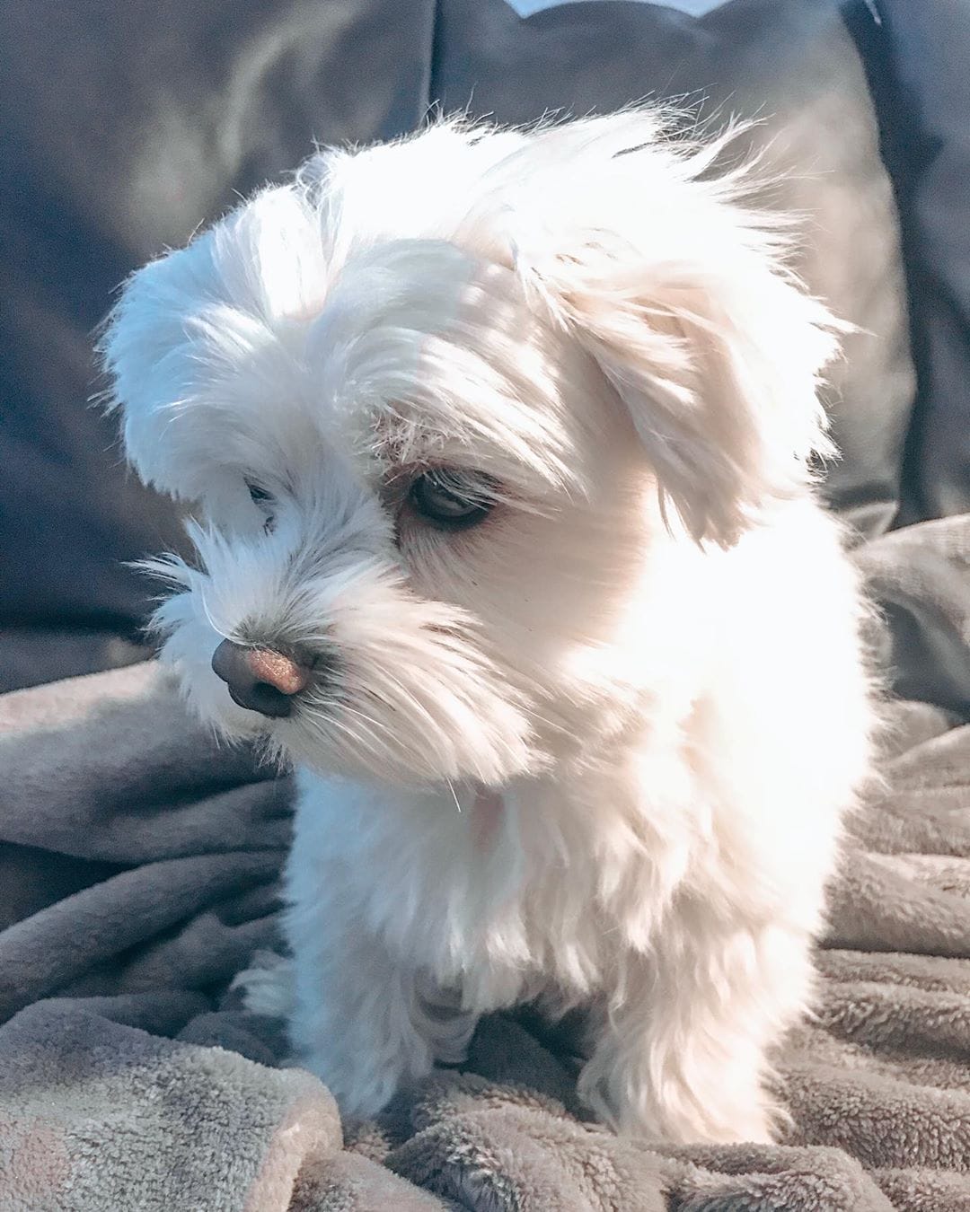 14 Cool Facts About The Maltese - PetPress