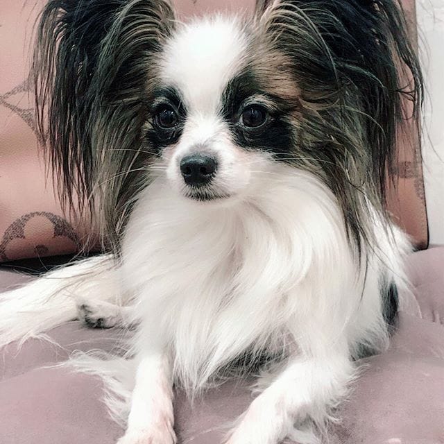 14 Things You Need To Know About The Papillon - PetPress