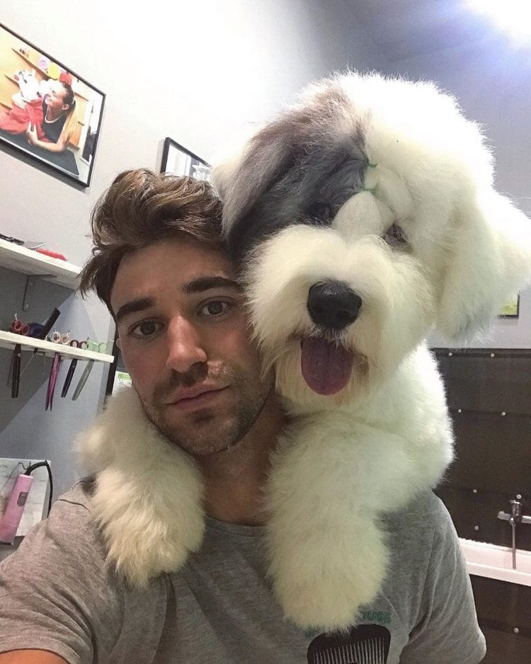 14 Reasons Why We Love Old English Sheepdogs - PetPress