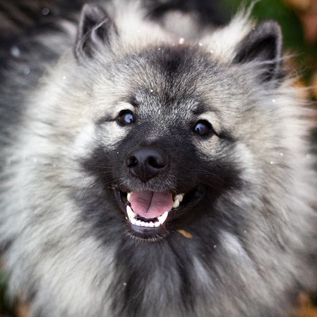 14 Reasons Why The Keeshond Totally Owns The Nickname The Smiling ...