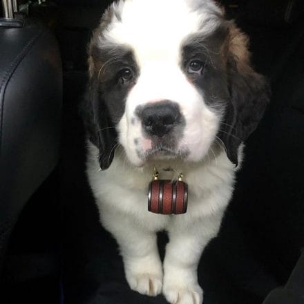 14 Amazing Facts About Saint Bernards - PetPress