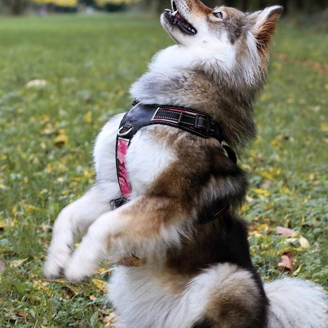 14 Reasons Why The Keeshond Totally Owns The Nickname The Smiling ...