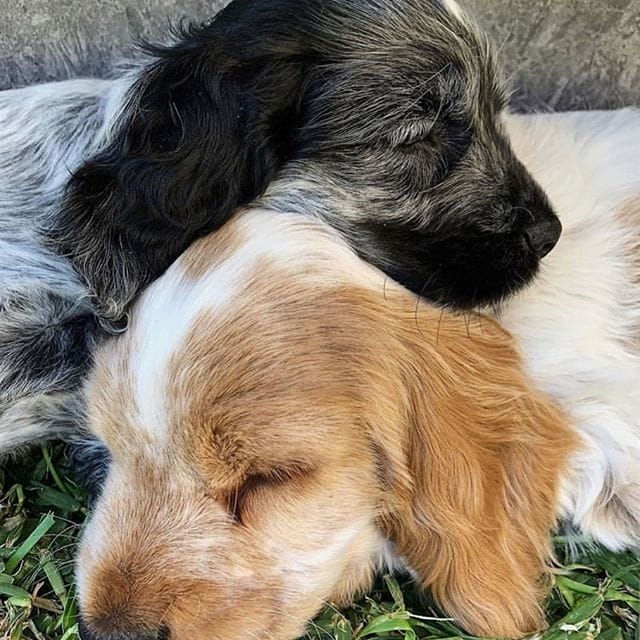14 Things You Didn’t Know About the Cocker Spaniel - PetPress