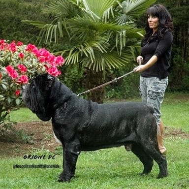 14 Interesting And Fun Facts About Neapolitan Mastiffs - PetPress