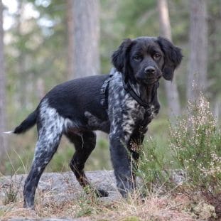 14 Amazing Facts About the Brittany Dog - PetPress