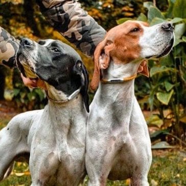 14 Interesting And Fun Facts About English Pointers - PetPress