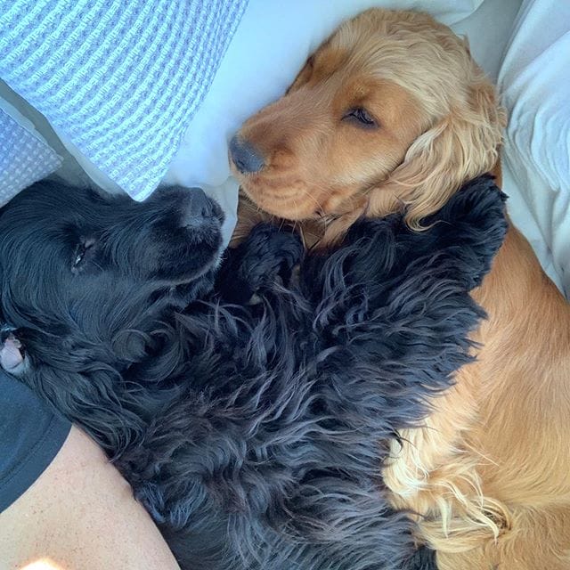 14 Things You Didn’t Know About the Cocker Spaniel - PetPress