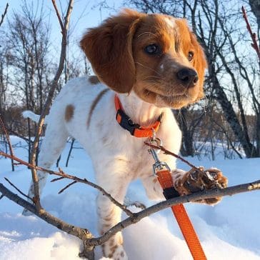 14 Amazing Facts About the Brittany Dog - PetPress