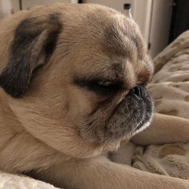 14 True Facts About Pugs - PetPress
