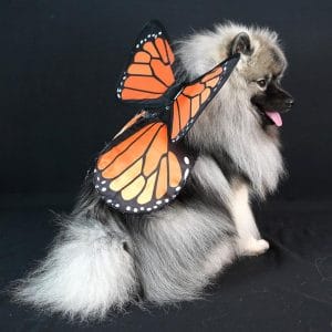 14 Reasons Why The Keeshond Totally Owns The Nickname The Smiling ...