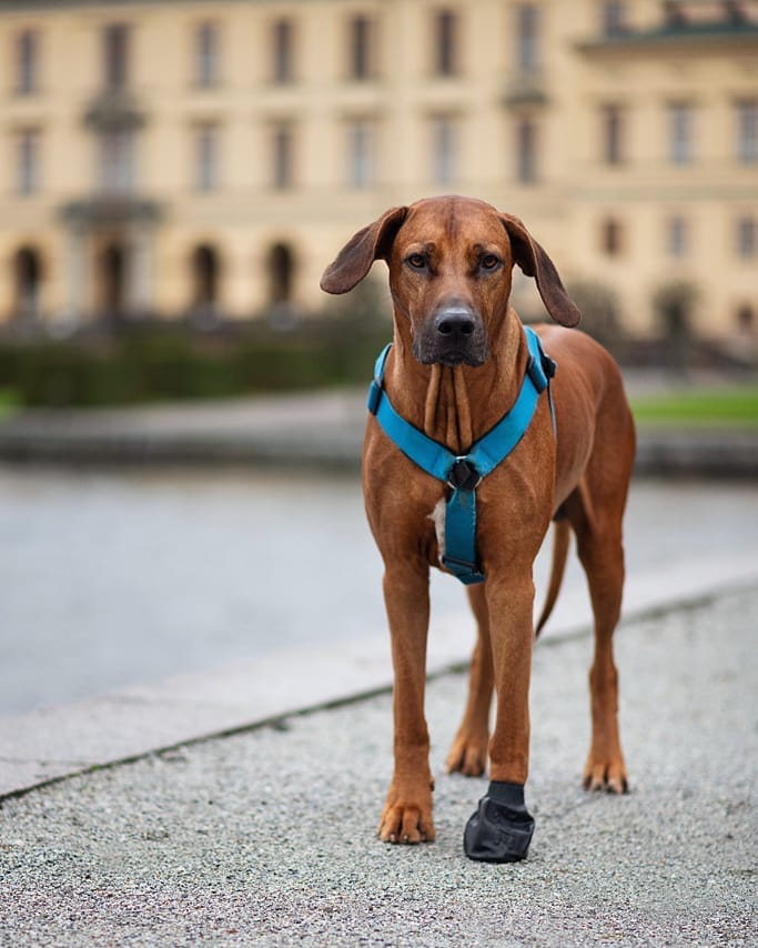 14 Facts About Rhodesian Ridgebacks - PetPress