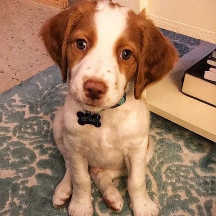 14 Amazing Facts About the Brittany Dog - PetPress