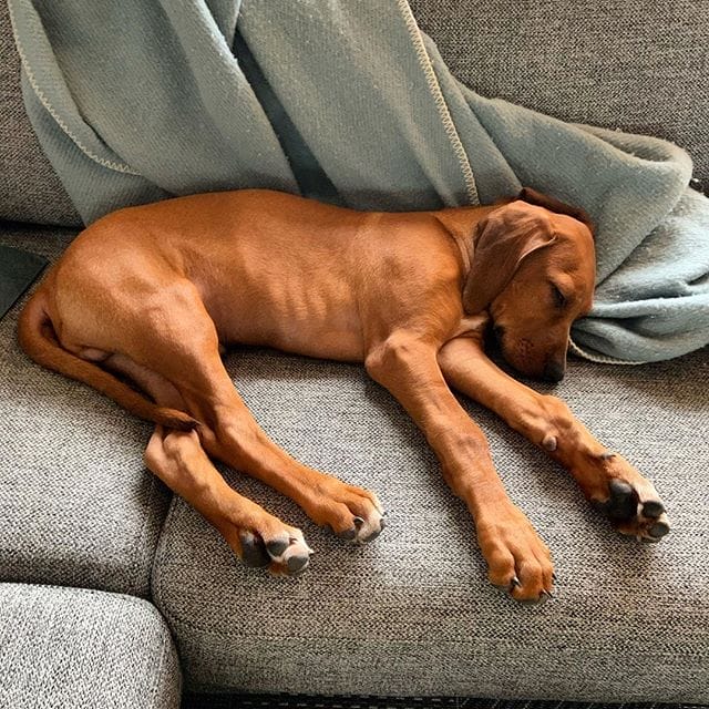 14 Facts About Rhodesian Ridgebacks - PetPress