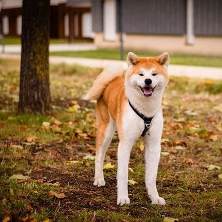 14 Things You Didn’t Know About the Akita Inu - Page 2 of 3 - PetPress