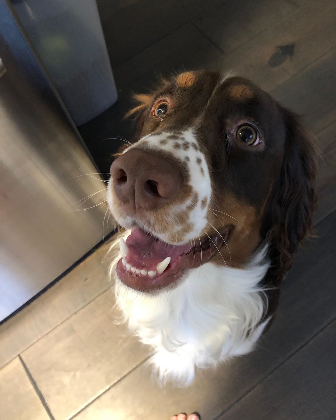 14 Facts About English Springer Spaniels And Why I Love Them - PetPress
