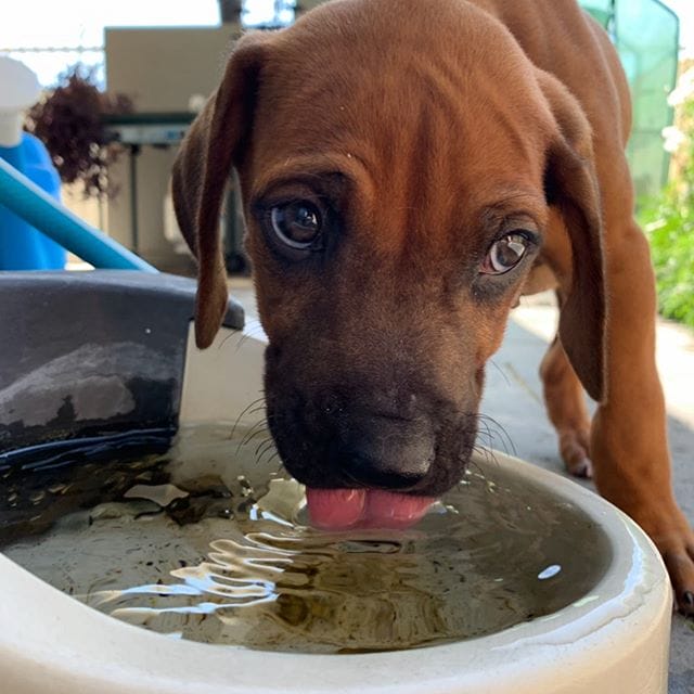 14 Facts About Rhodesian Ridgebacks - PetPress