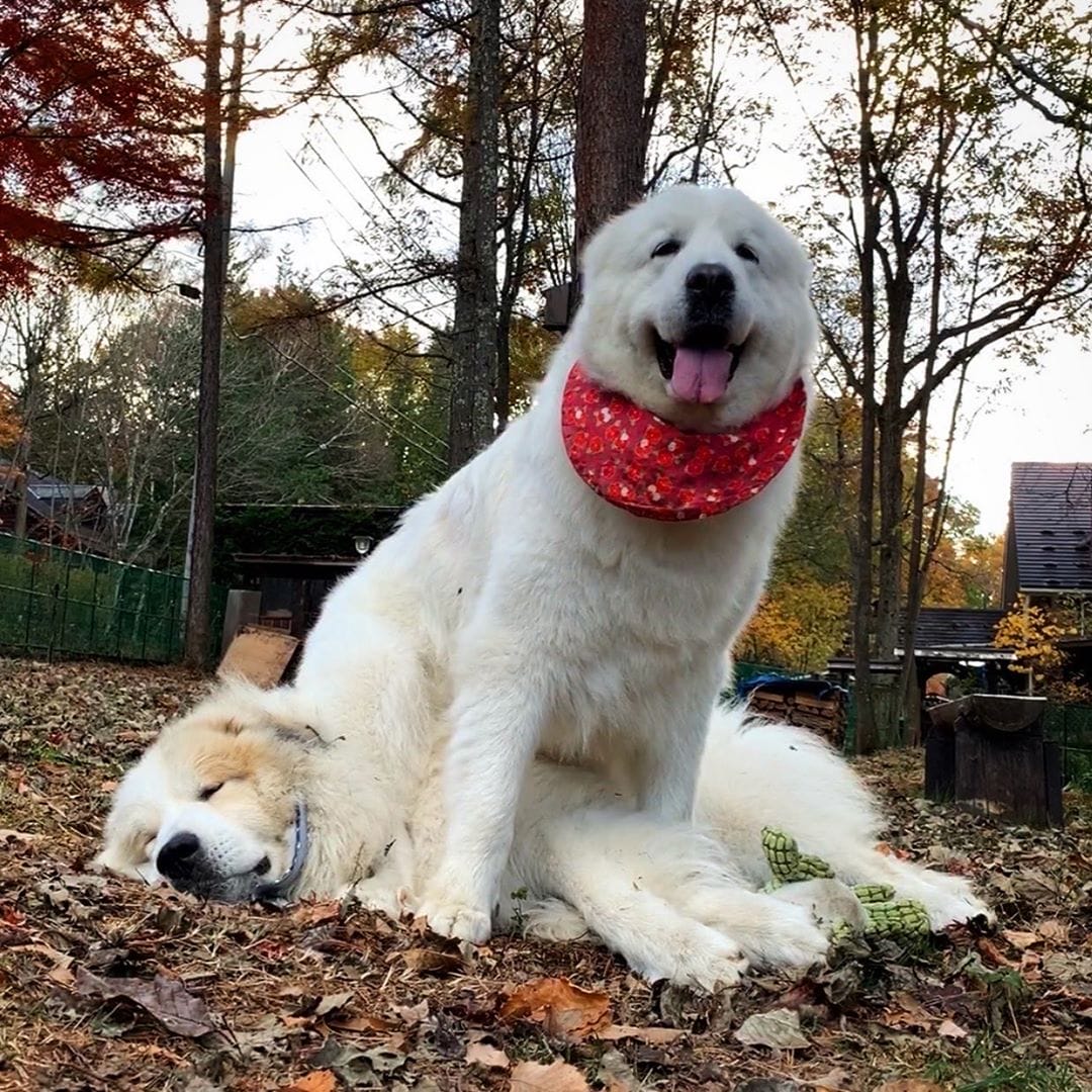 14 Things You Didn’t Know About Great Pyrenees - PetPress