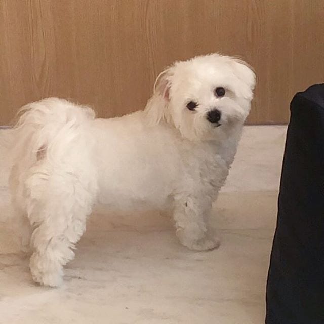 14 Cool Facts About The Maltese - PetPress