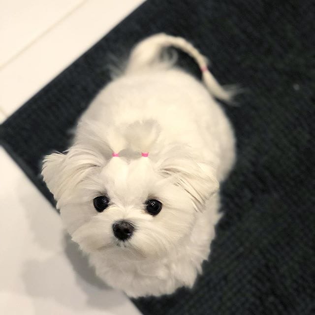 14 Cool Facts About The Maltese - PetPress