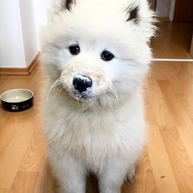 14 Fascinating Facts About the Samoyed Dog Breed - PetPress